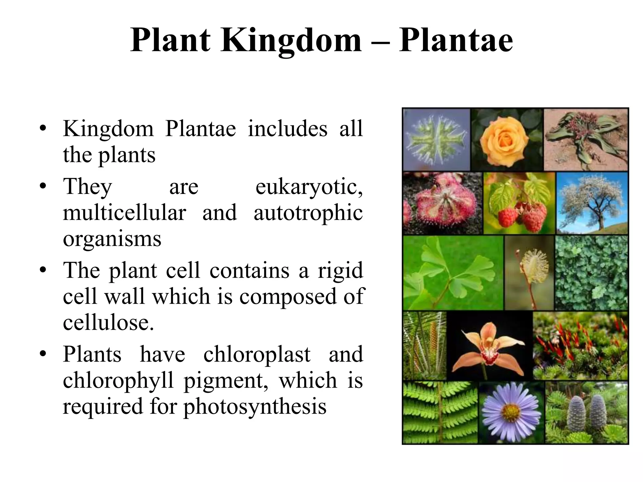 Plant Kingdom.pptx