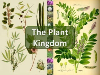Plant Kingdom.pptx