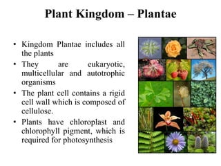 Plant Kingdom