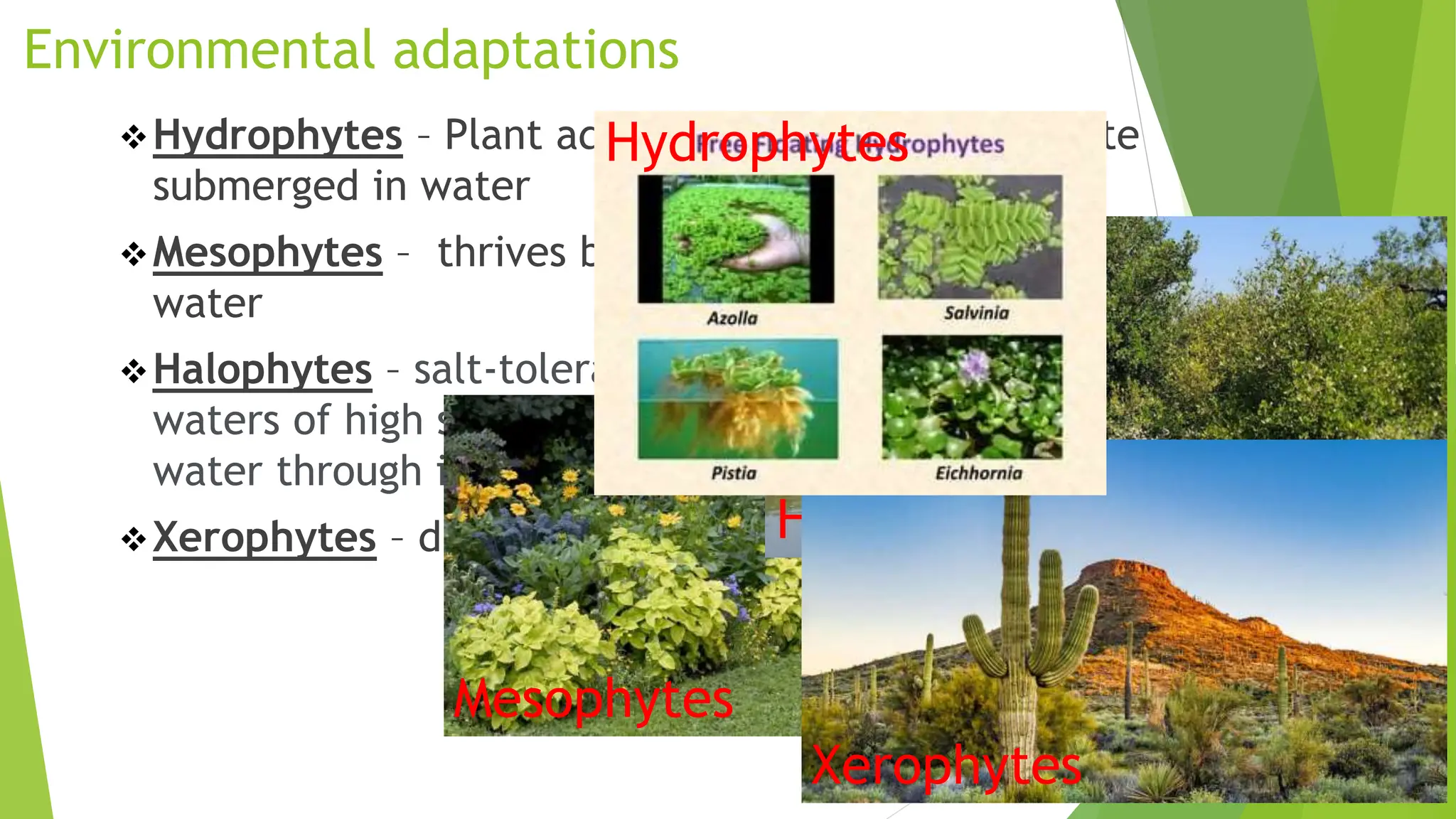 Plant Kingdom Biology Lessons and Botany | PPTX