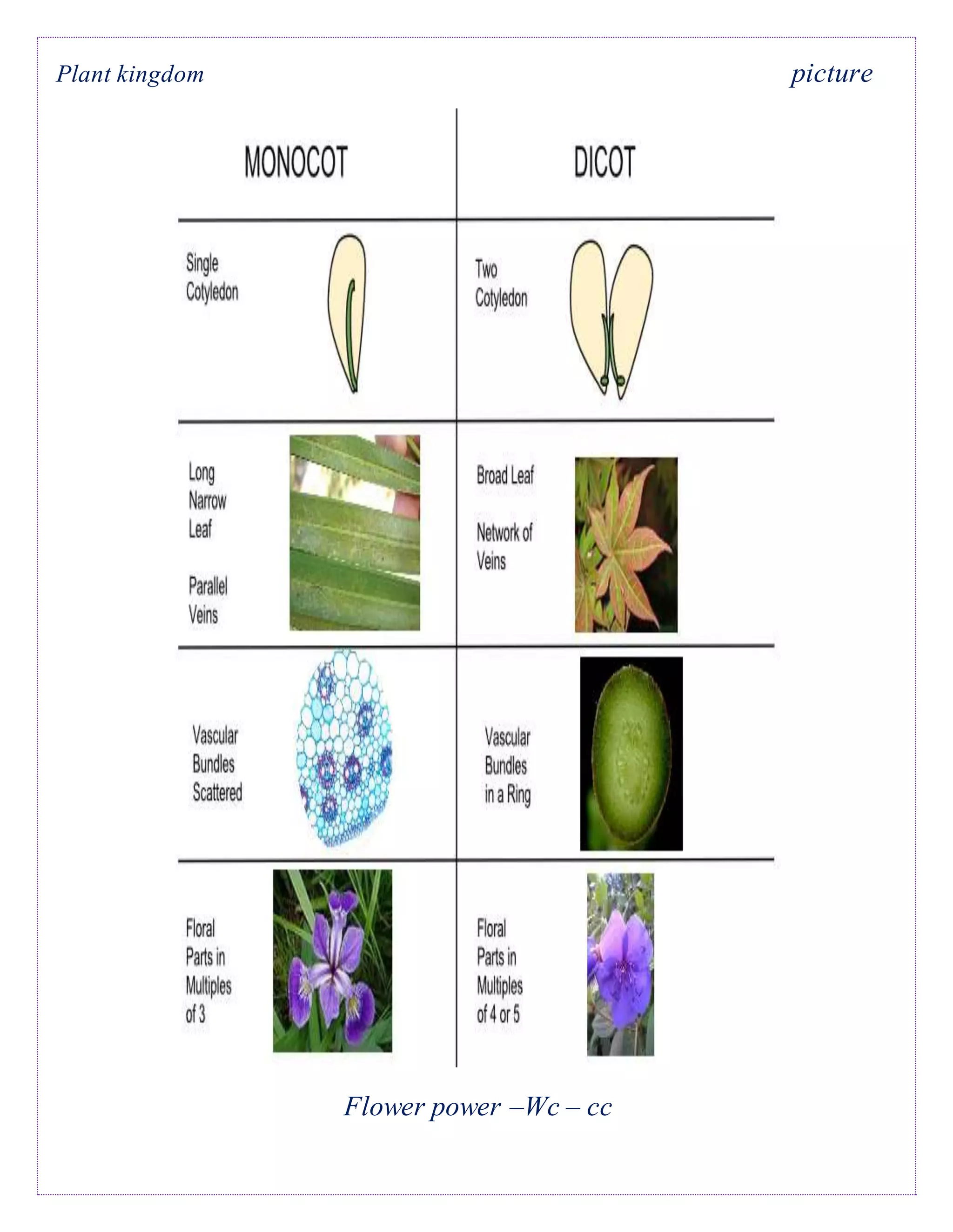 Plant kingdom angiosperms- pictures | PDF