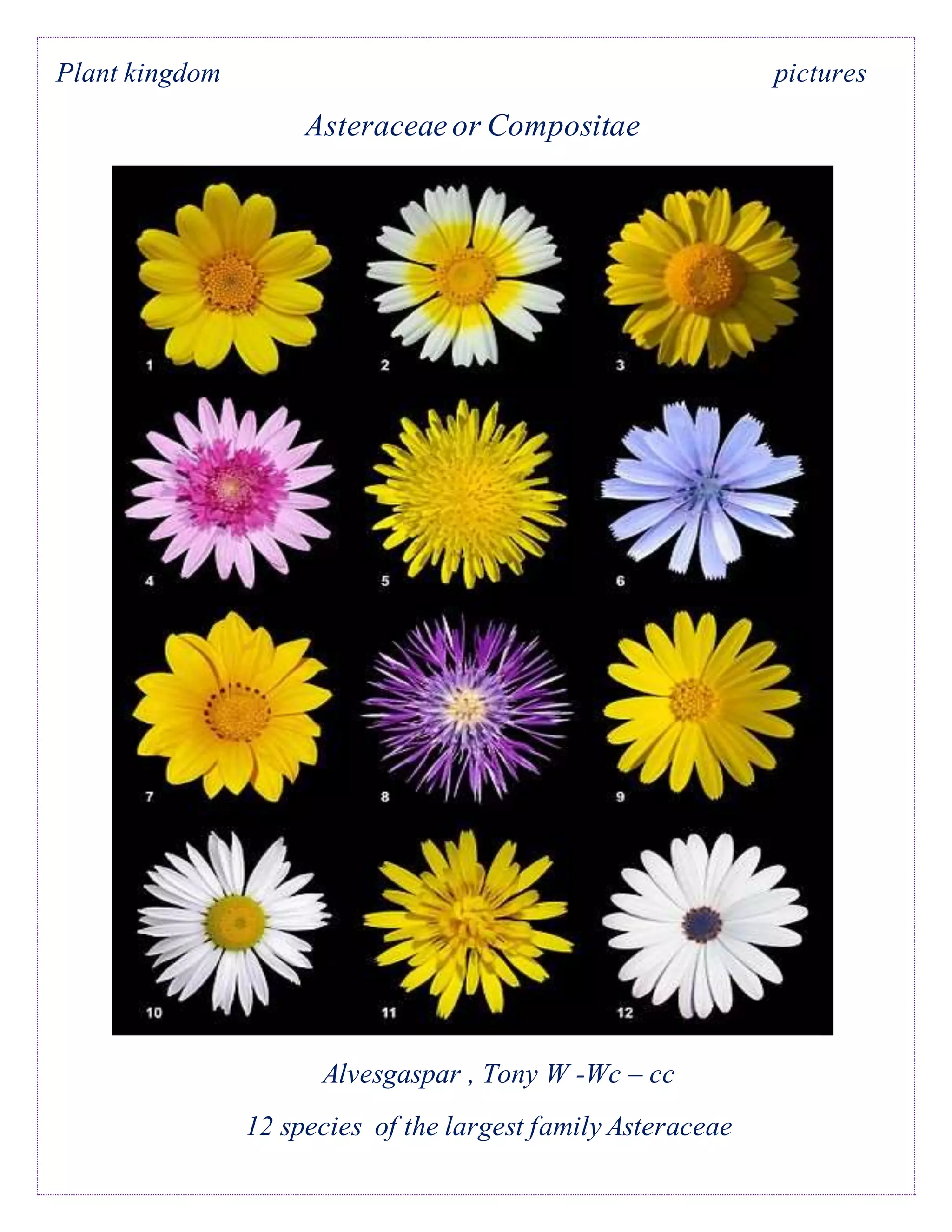 Plant kingdom angiosperms- pictures | PDF