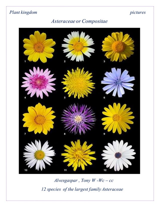 Plant kingdom angiosperms- pictures | PDF