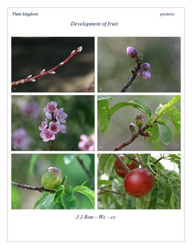 Plant kingdom angiosperms- pictures | DOCX