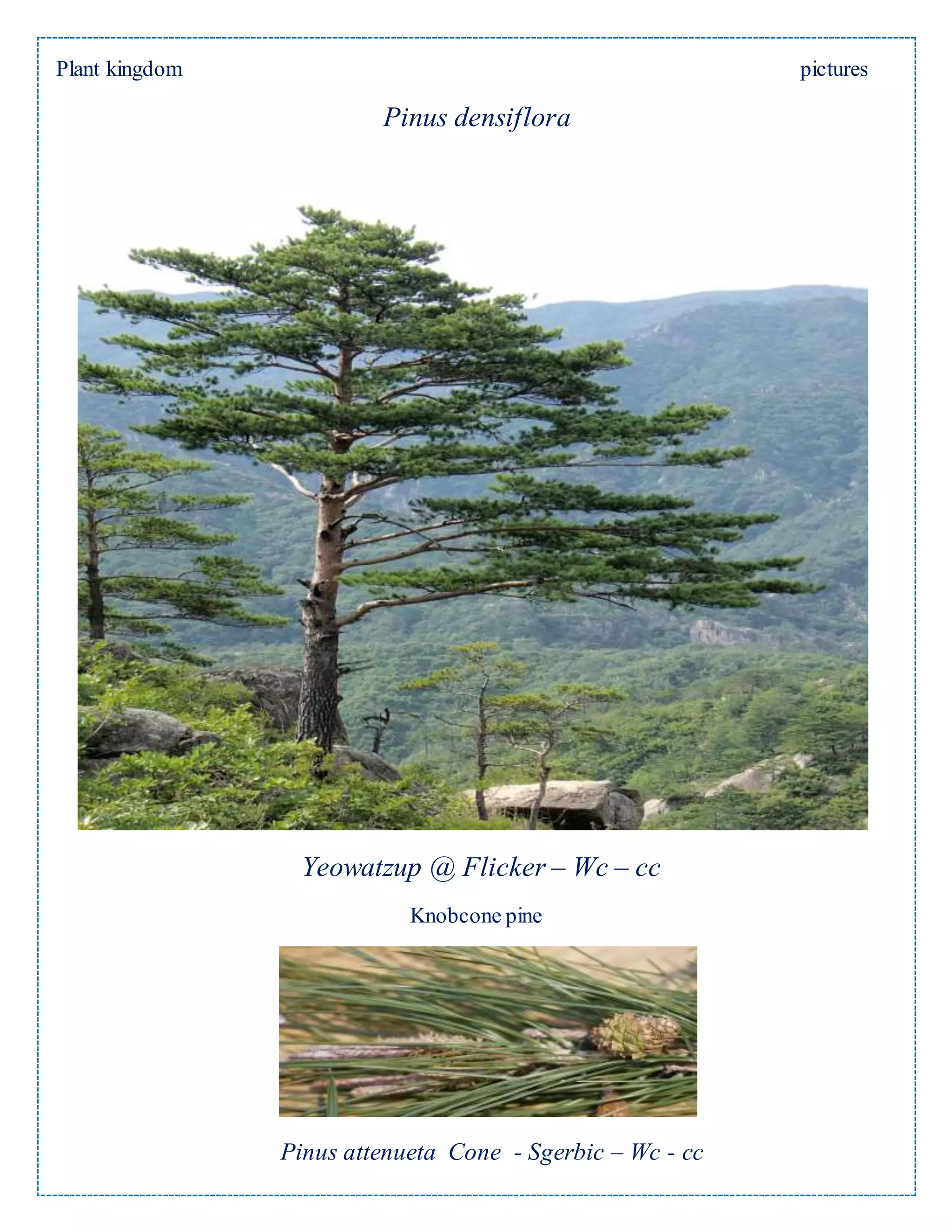 Plant kingdom gymnosperms- pictures | DOCX