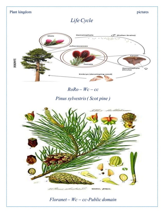 Plant kingdom gymnosperms- pictures | PDF