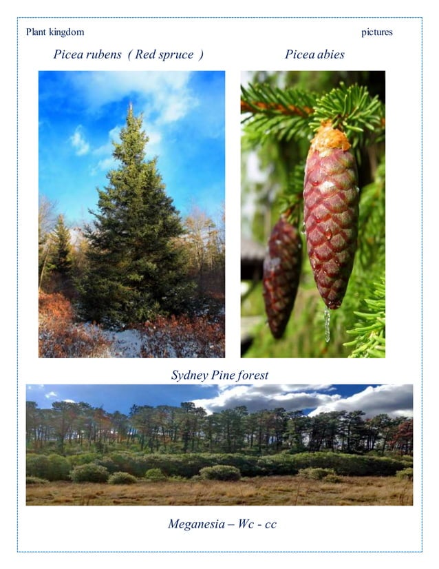 Plant kingdom gymnosperms- pictures | PDF