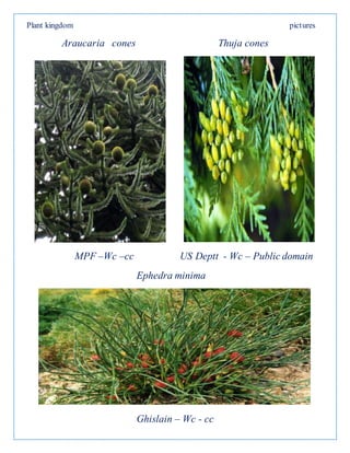 Plant kingdom gymnosperms- pictures | PDF