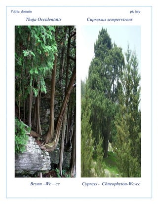 Plant kingdom gymnosperms- pictures | PDF