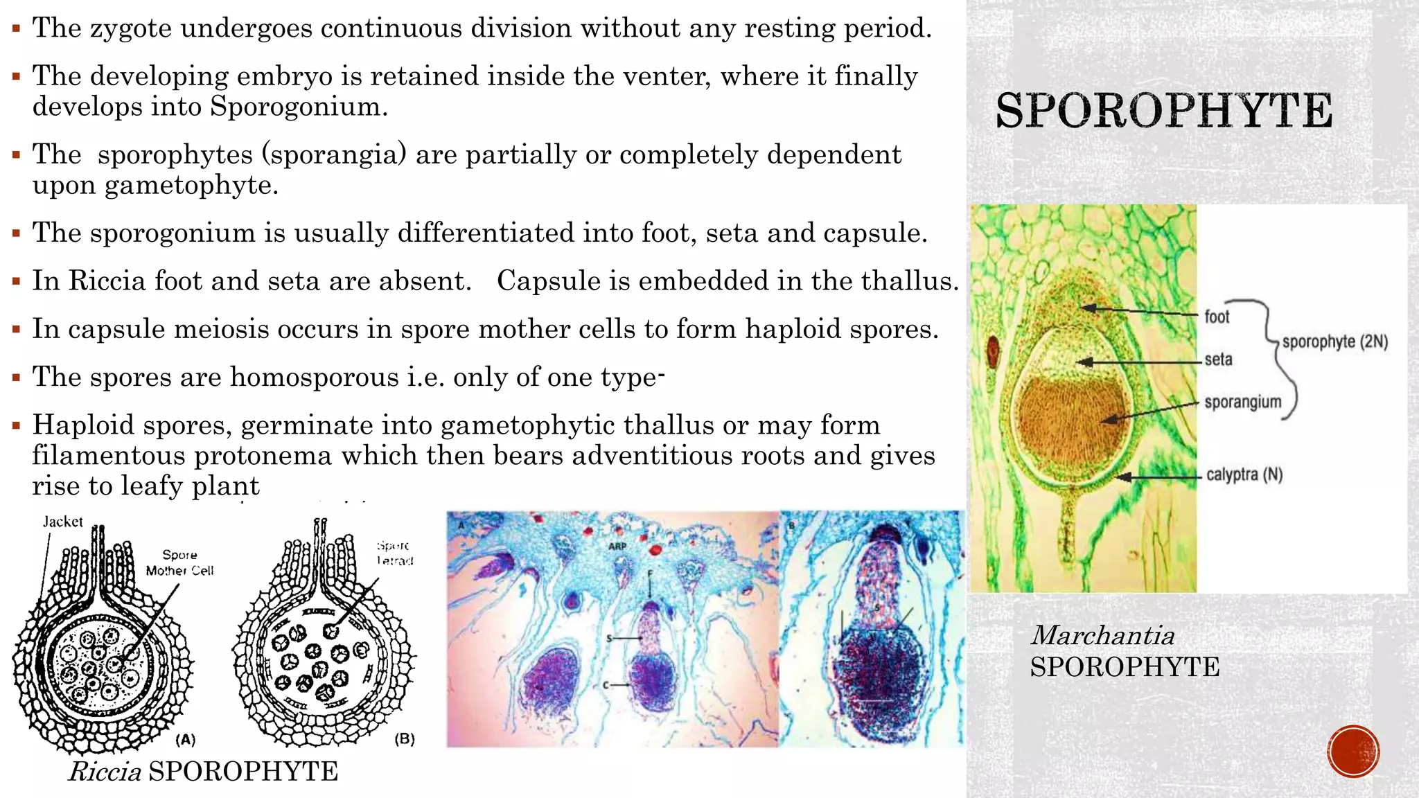 Plant kingdom II | PPTX