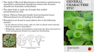 Plant kingdom II | PPT