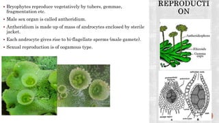 Plant kingdom II | PPT