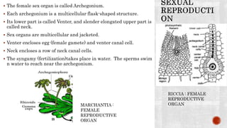 Plant kingdom II | PPT