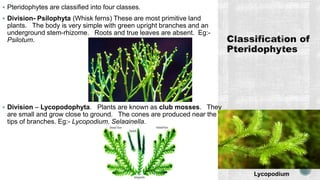 Plant Kingdom III | PPT