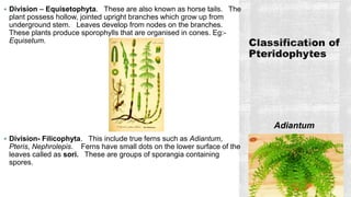 Plant Kingdom III | PPTX