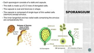 Plant Kingdom III | PPTX