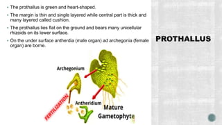 Plant Kingdom III | PPTX