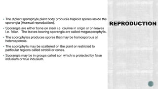 Plant Kingdom III | PPTX