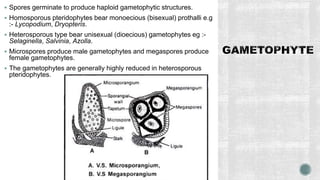 Plant Kingdom III | PPTX