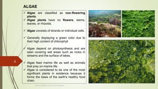 PLANT KINGDOM -NON FLOWERING PLANT & CRYPTOGRAM.pdf