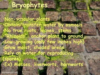 Plant kingdom.pptrb[1] | PPT