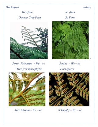 Plant kingdom pteridophytes - pictures | DOCX