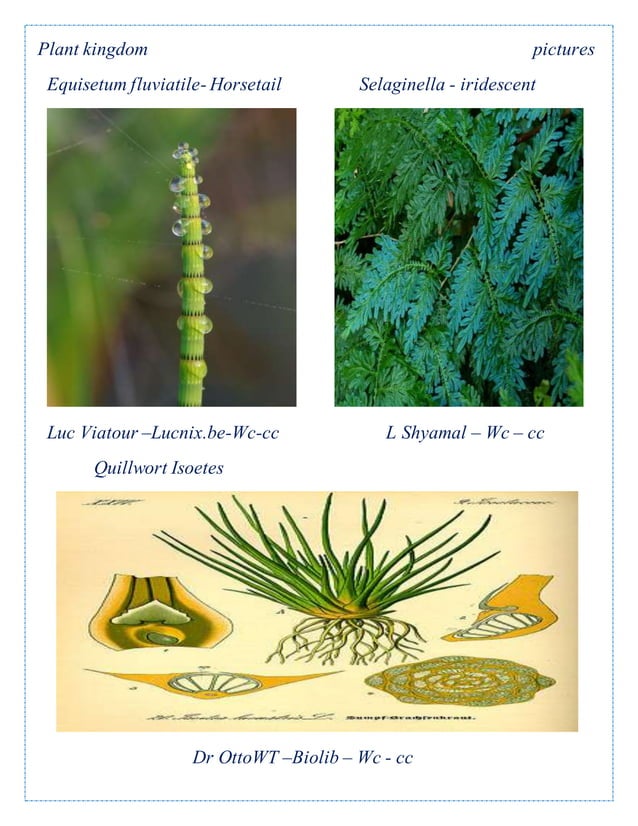 Plant kingdom pteridophytes - pictures | DOCX