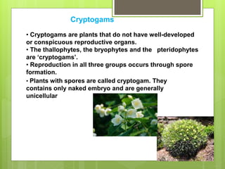 PLANT KINGDOM ( LIVE SCIENCE ) | PPTX