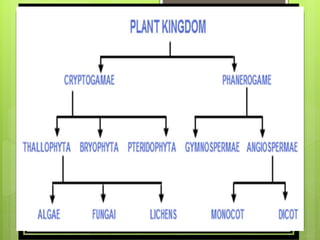 Plant Kingdom Diagram