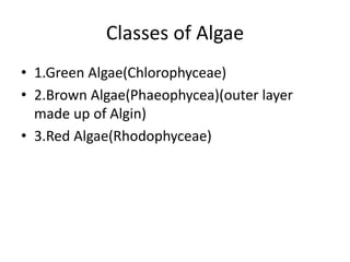 PLANT KINGDOM_ALGAE_PRIYA JHA PGT BIOLOGY_KVSDC | PPT