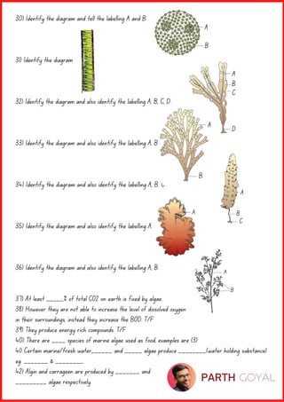 Plant Kingdom BioHack class 11 neet .... | PDF