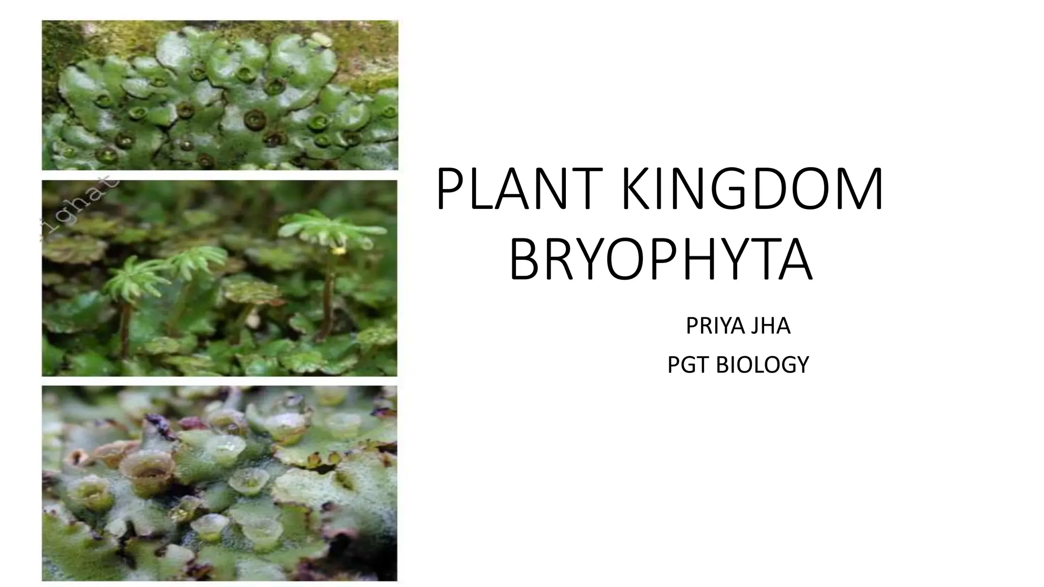 Plant Kingdom_Bryophytes_PRIYA JHA KVSDC | PPTX