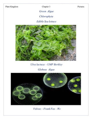 Plant kingdom chapter 3 algae pictures | PDF