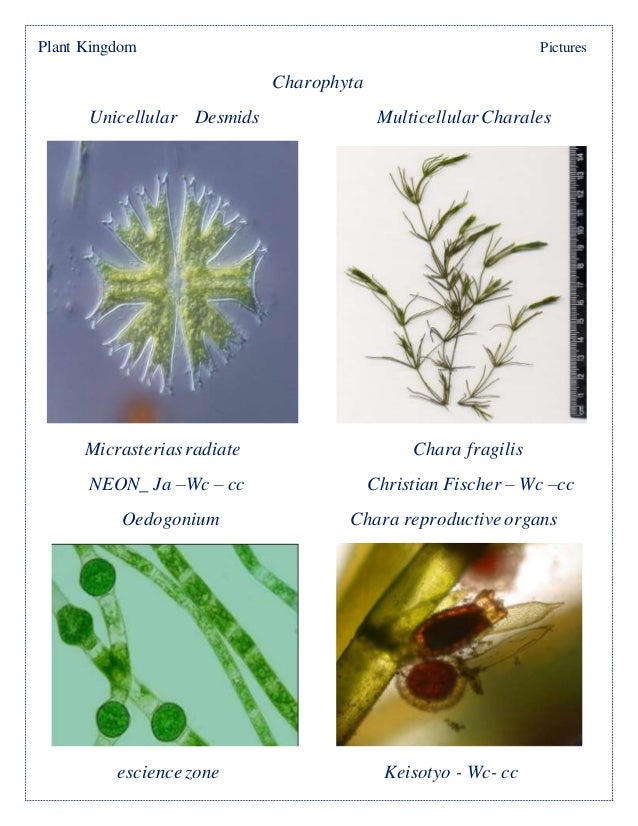 Plant kingdom chapter 3 algae pictures