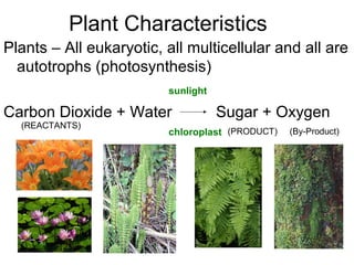 Plant kingdom characteristis | PPT