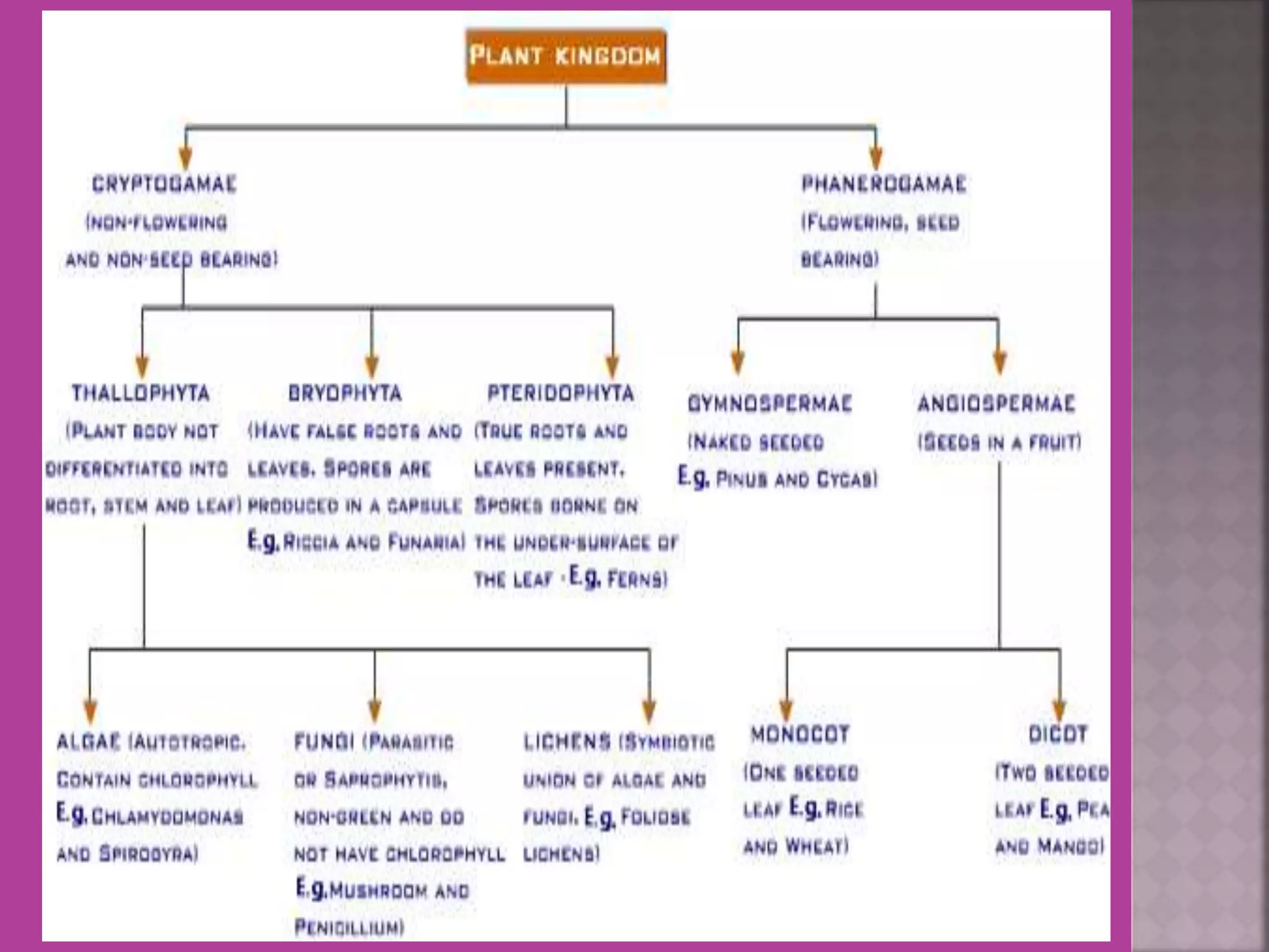 PLANT KINGDOM CLASS XI CHAPTER-03,BIOLOGY.pptx