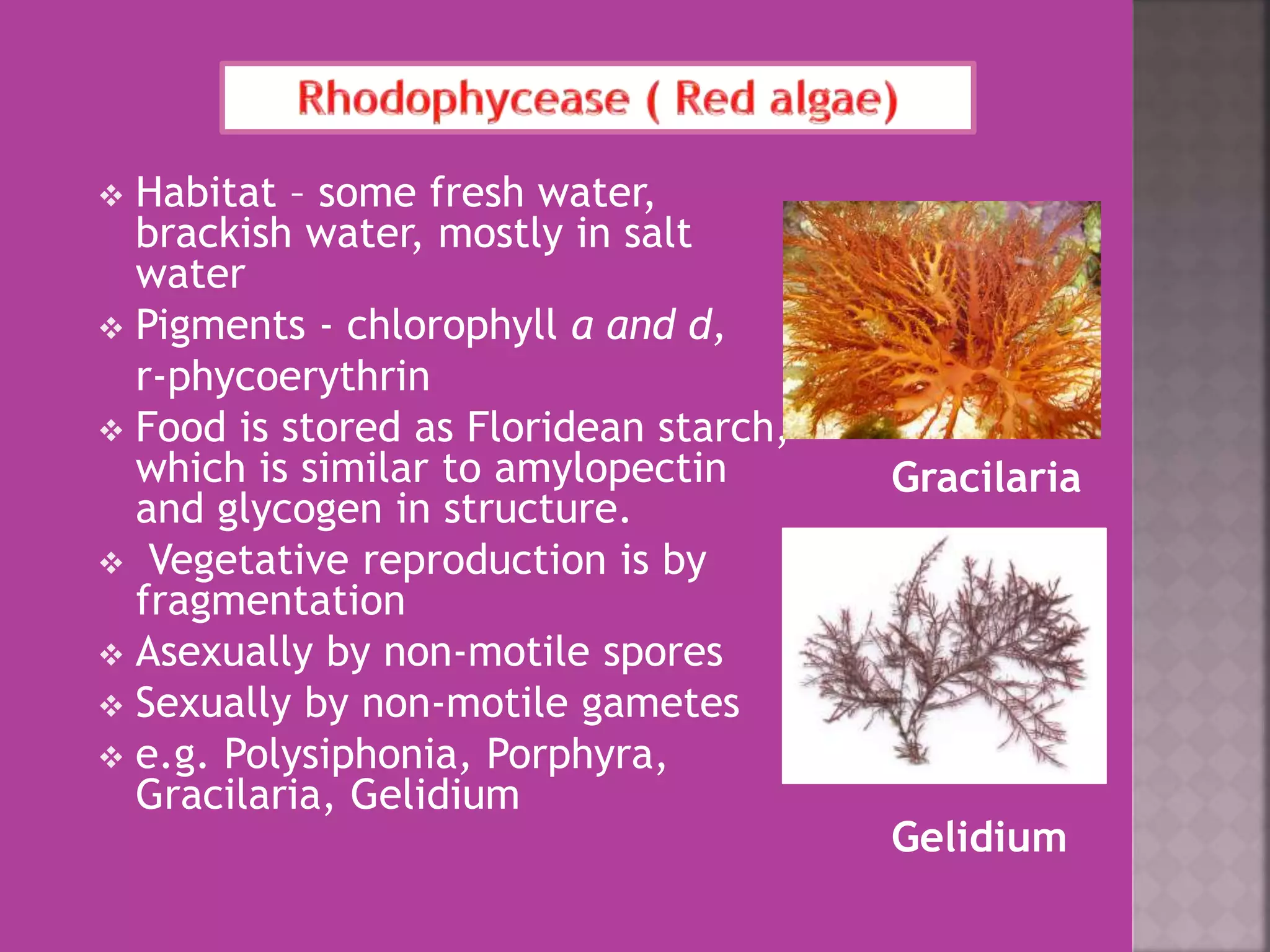 PLANT KINGDOM CLASS XI CHAPTER-03,BIOLOGY.pptx