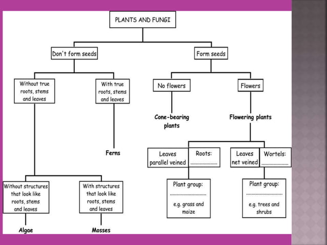 PLANT KINGDOM CLASS XI CHAPTER-03,BIOLOGY.pptx