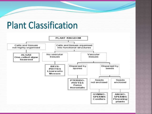 PLANT KINGDOM CLASS XI CHAPTER-03,BIOLOGY.pptx