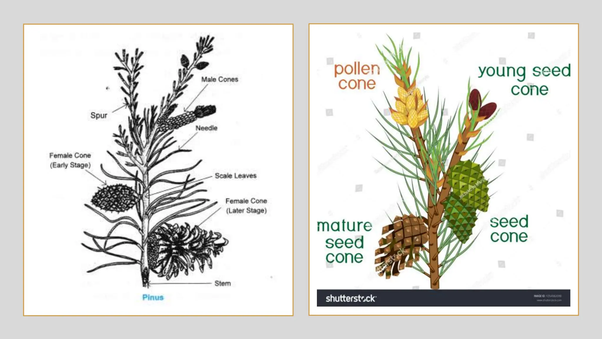 PLANT KINGDOM GYMNOSPERM _PRIYA JHA.pptx