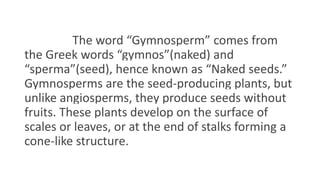 PLANT KINGDOM GYMNOSPERM _PRIYA JHA.pptx