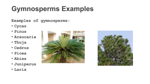 PLANT KINGDOM GYMNOSPERM _PRIYA JHA.pptx