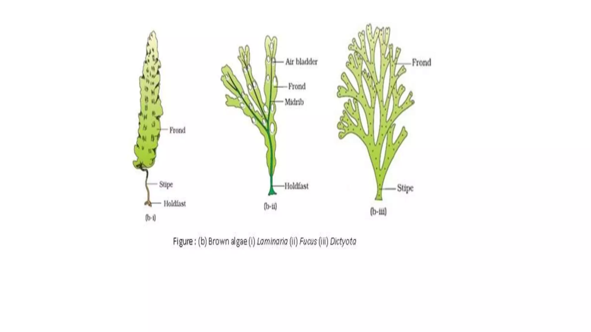 Plant kingdom (11th Biology) for complete 11th and 12th notes 1999 and ...