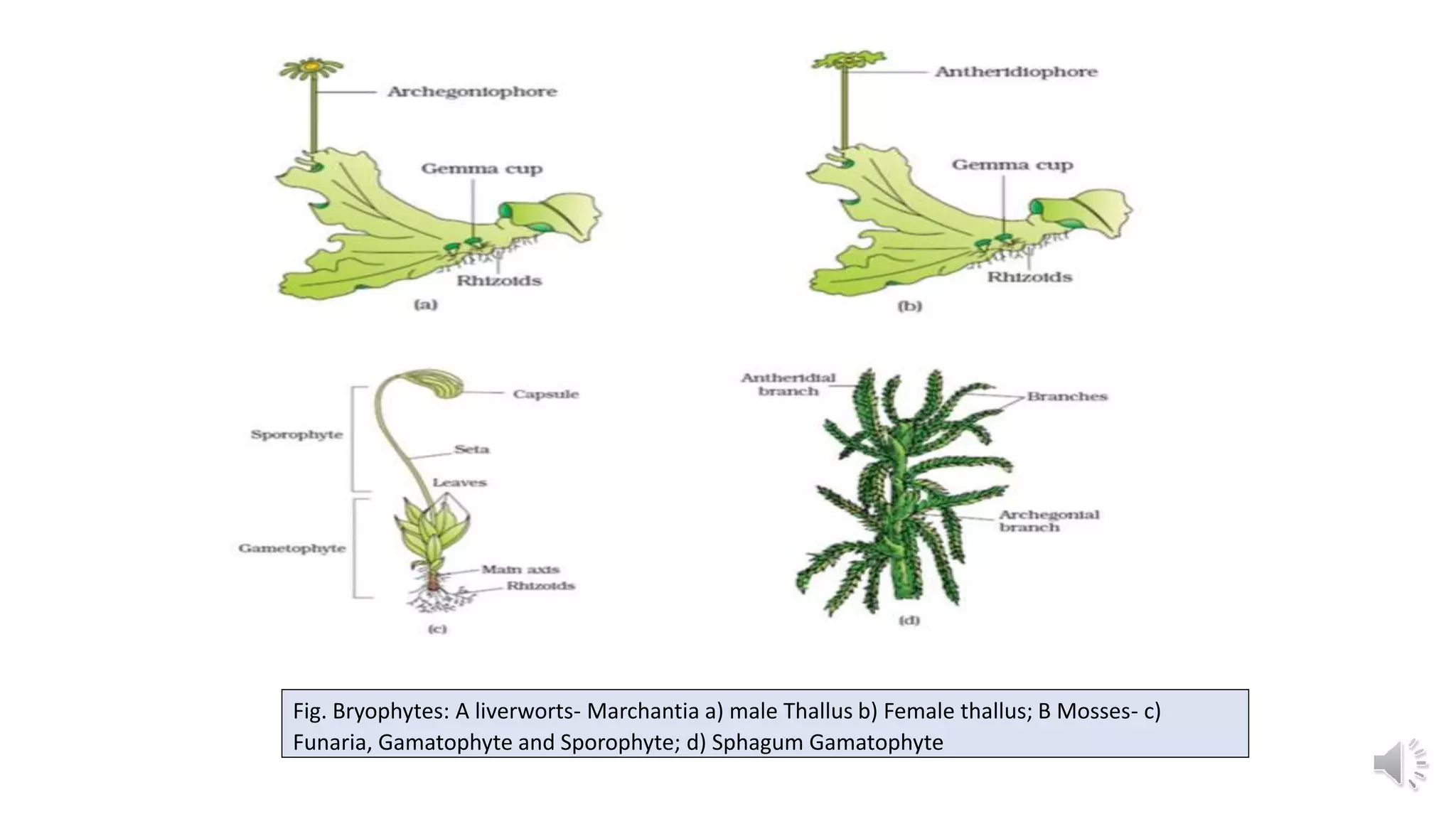 Plant kingdom (11th Biology) for complete 11th and 12th notes 1999 and ...