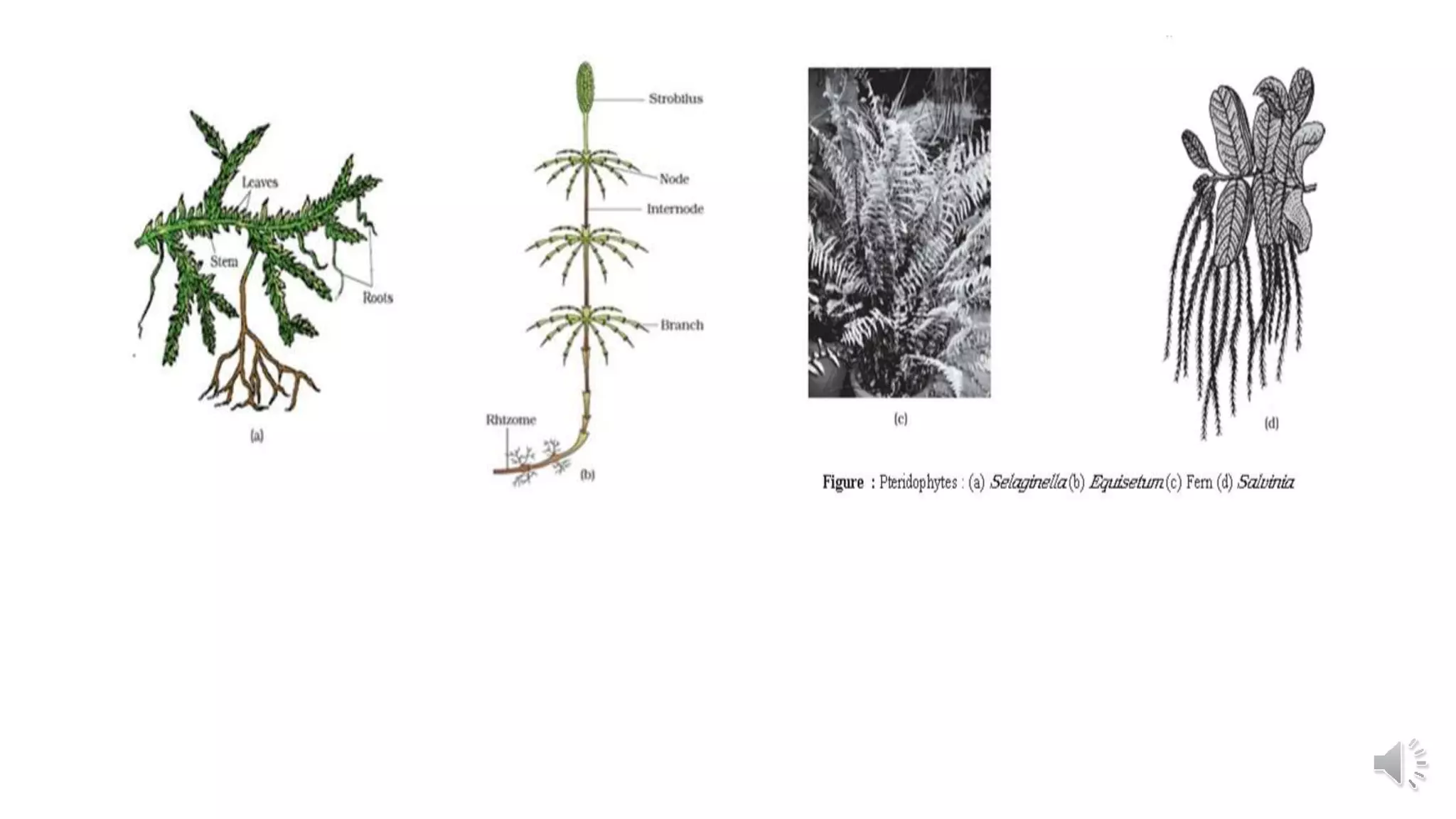 Plant kingdom (11th Biology) for complete 11th and 12th notes 1999 and ...