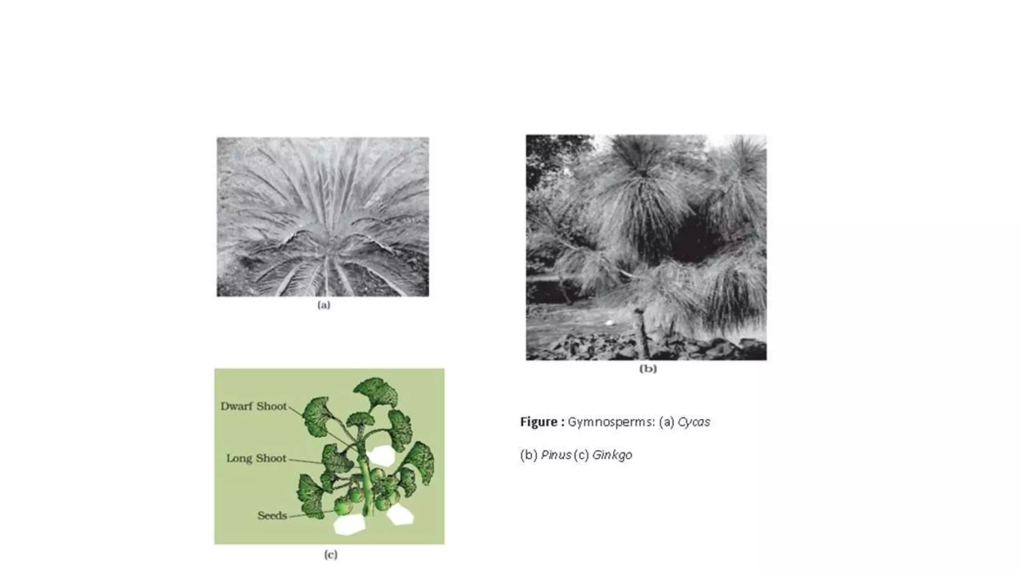 Plant kingdom (11th Biology) for complete 11th and 12th notes 1999 and ...