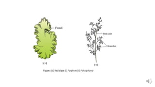 Plant kingdom (11th Biology) for complete 11th and 12th notes 1999 and ...