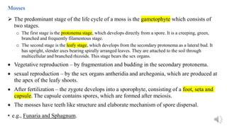 Plant kingdom (11th Biology) for complete 11th and 12th notes 1999 and ...