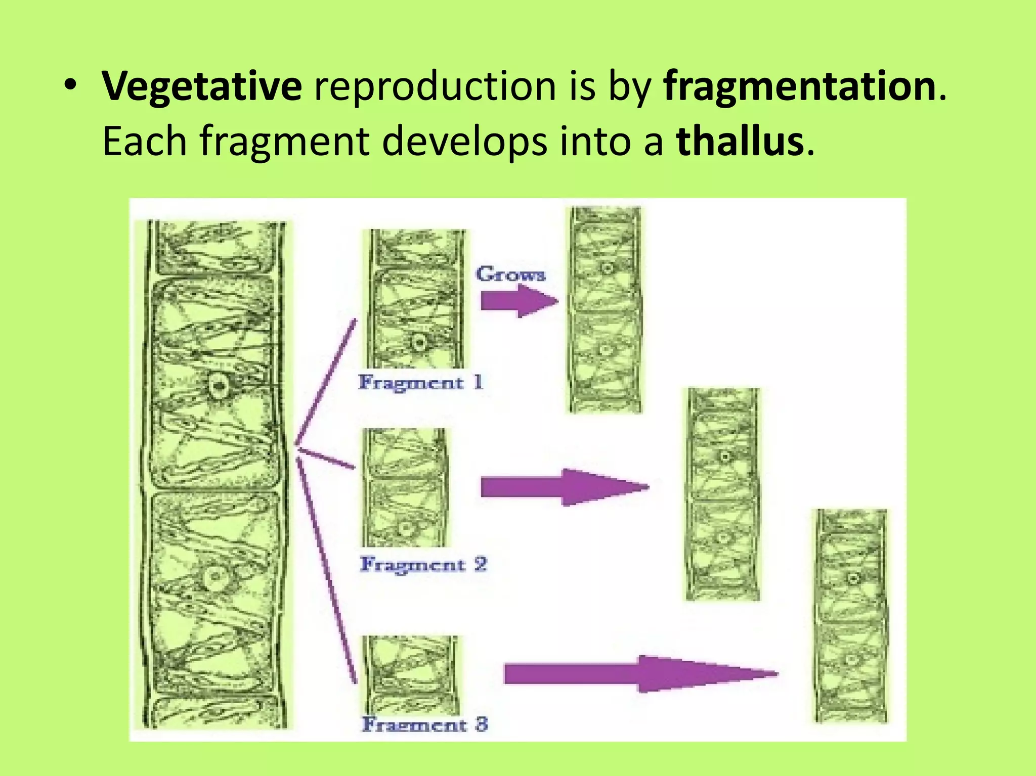PLANT KINGDOM PPT.pdf