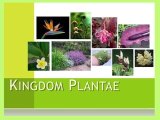 PLANT KINGDOM PPT.pdf